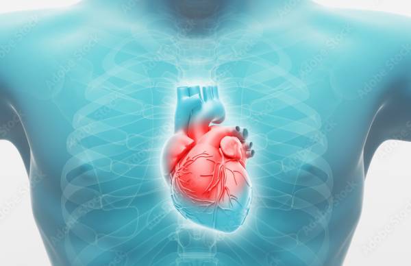 Il cuore al centro dell’attività del TFCPC